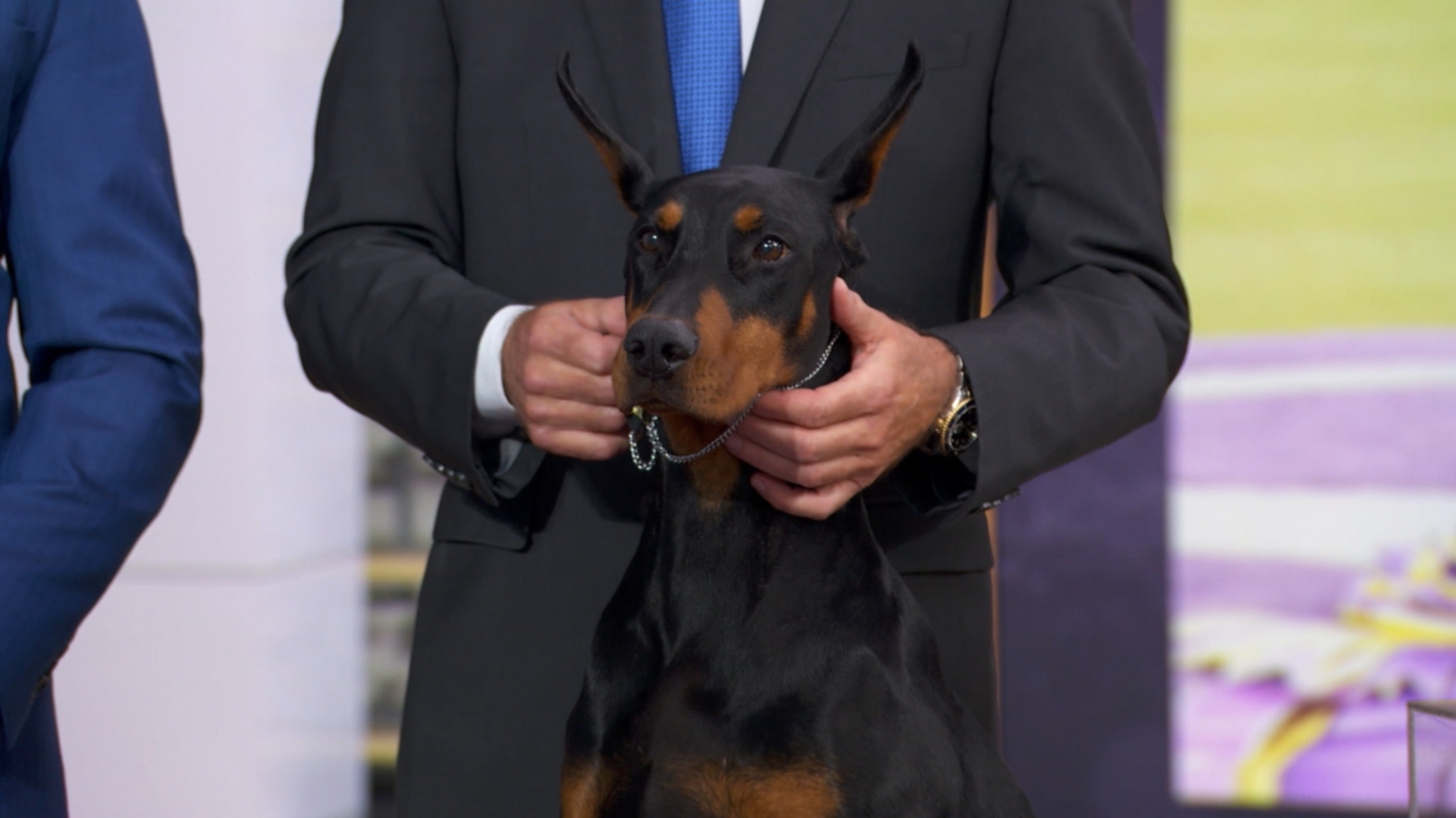 Pets - ABC News