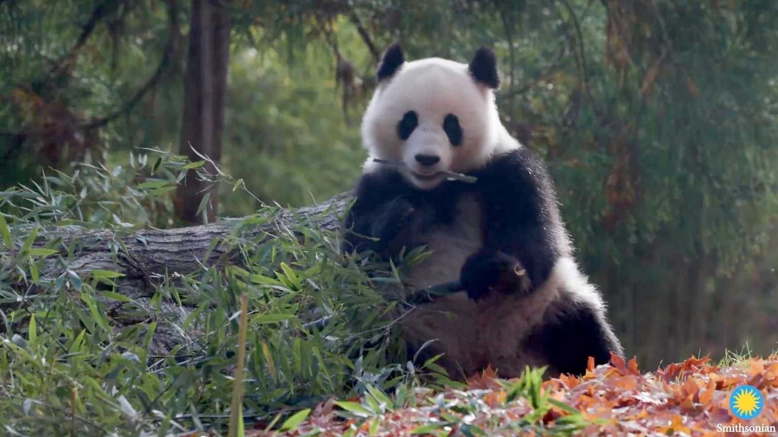 New video of pandas at National Zoo released - ABC News
