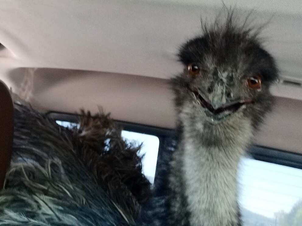 Escaped emu takes owner and police on 20-mile chase in Tennessee - Good ...