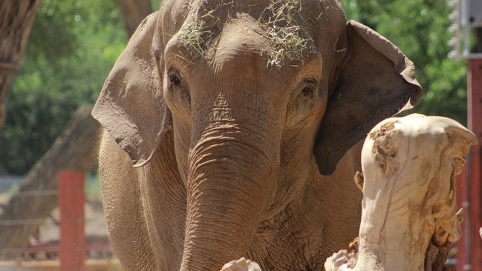 52-year-old elephant returned safely after escaping zoo enclosure - ABC ...
