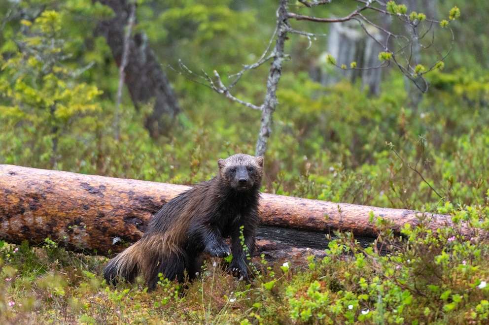 Elusive predator hunted to local extinction returns to its historical ...