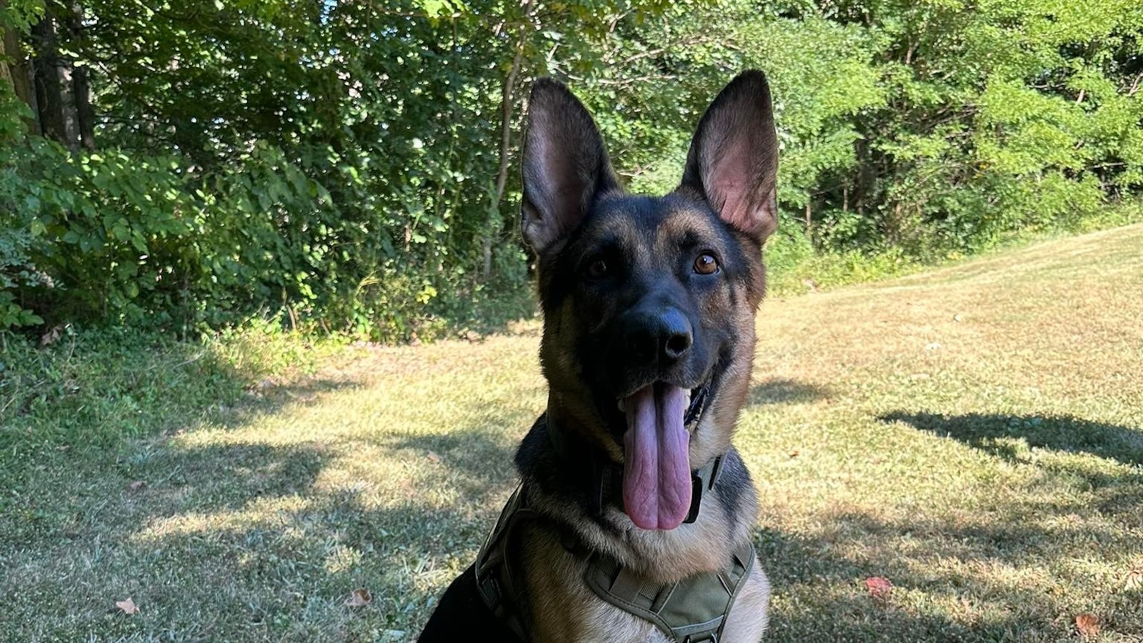 Police dog finds 2 missing 11-year-old kids deep in national forest ...