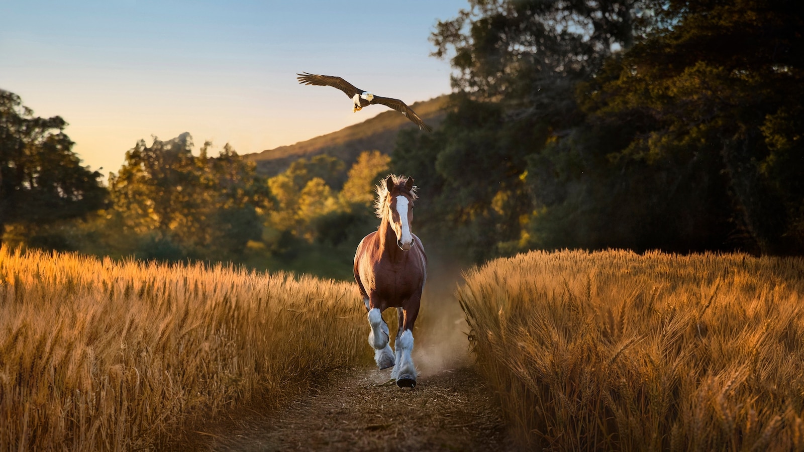 Budweiser unveils Super Bowl LX commercial starring 'American Icons ...