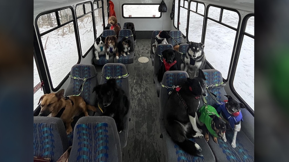 These dogs in Alaska ride on a bus like humans - ABC News