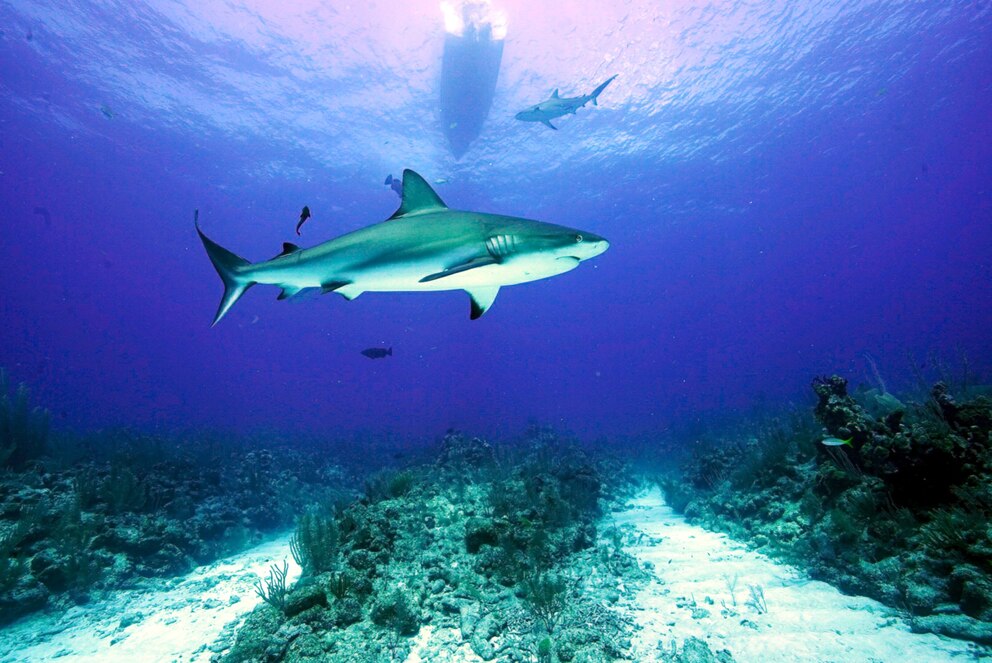 15-year-old American loses her leg in Belize shark attack - Good ...