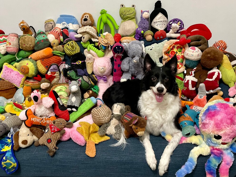 A rare group of 'genius dogs' can learn new words by eavesdropping ...