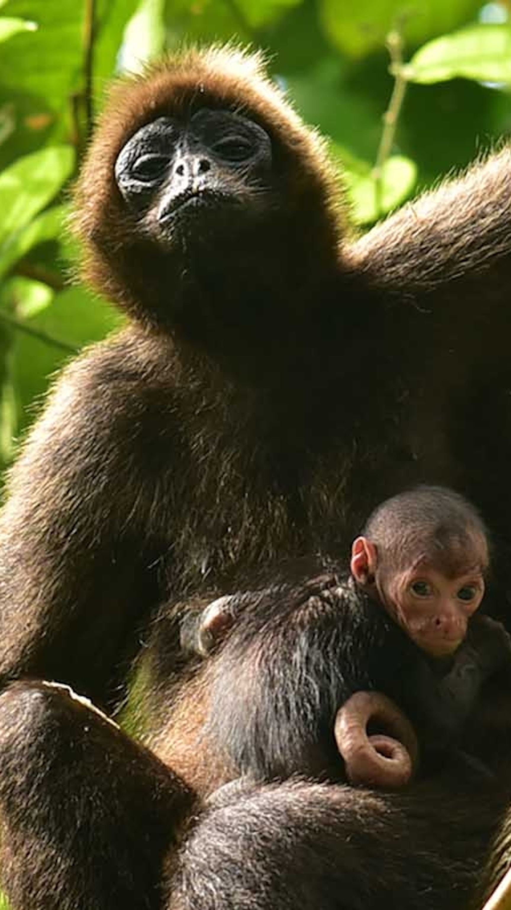 Brown Headed Spider Monkey Baby Brown Headed Spider Monkey | Primate