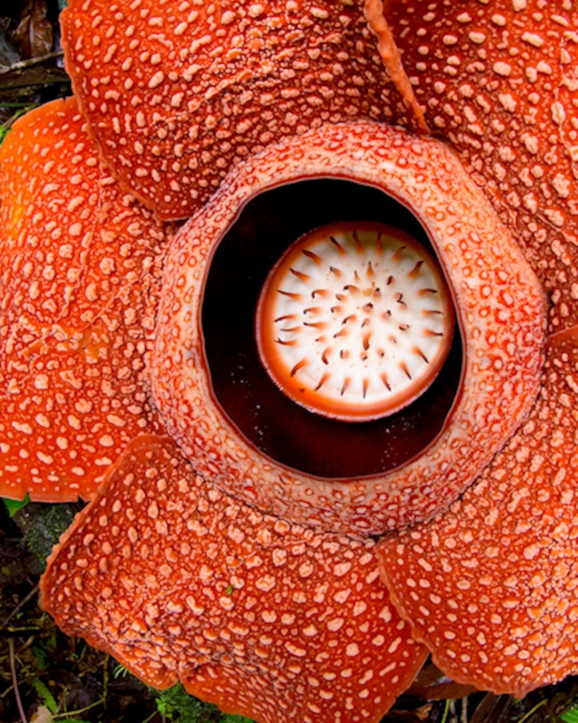 Deadliest Flower In The World