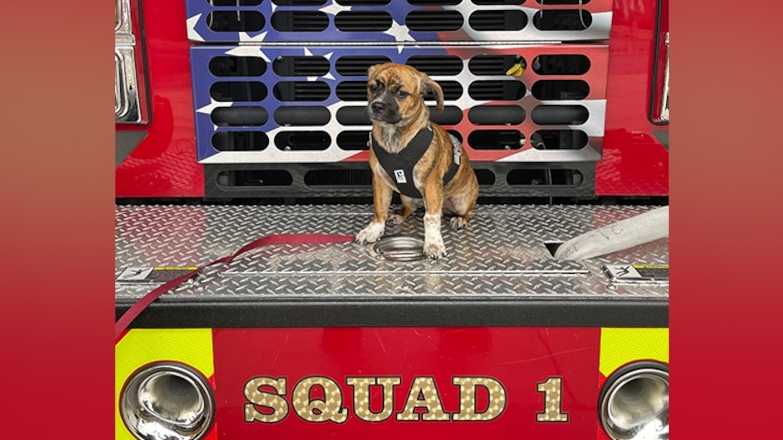 Fire department adopts puppy who was rescued from locked, hot car - ABC ...