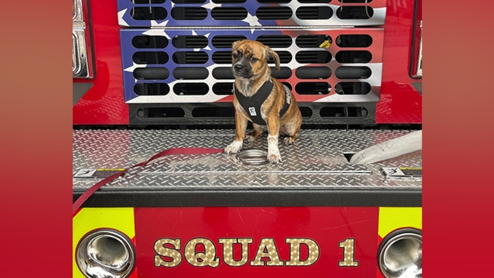 Fire department adopts puppy who was rescued from locked, hot car - ABC ...
