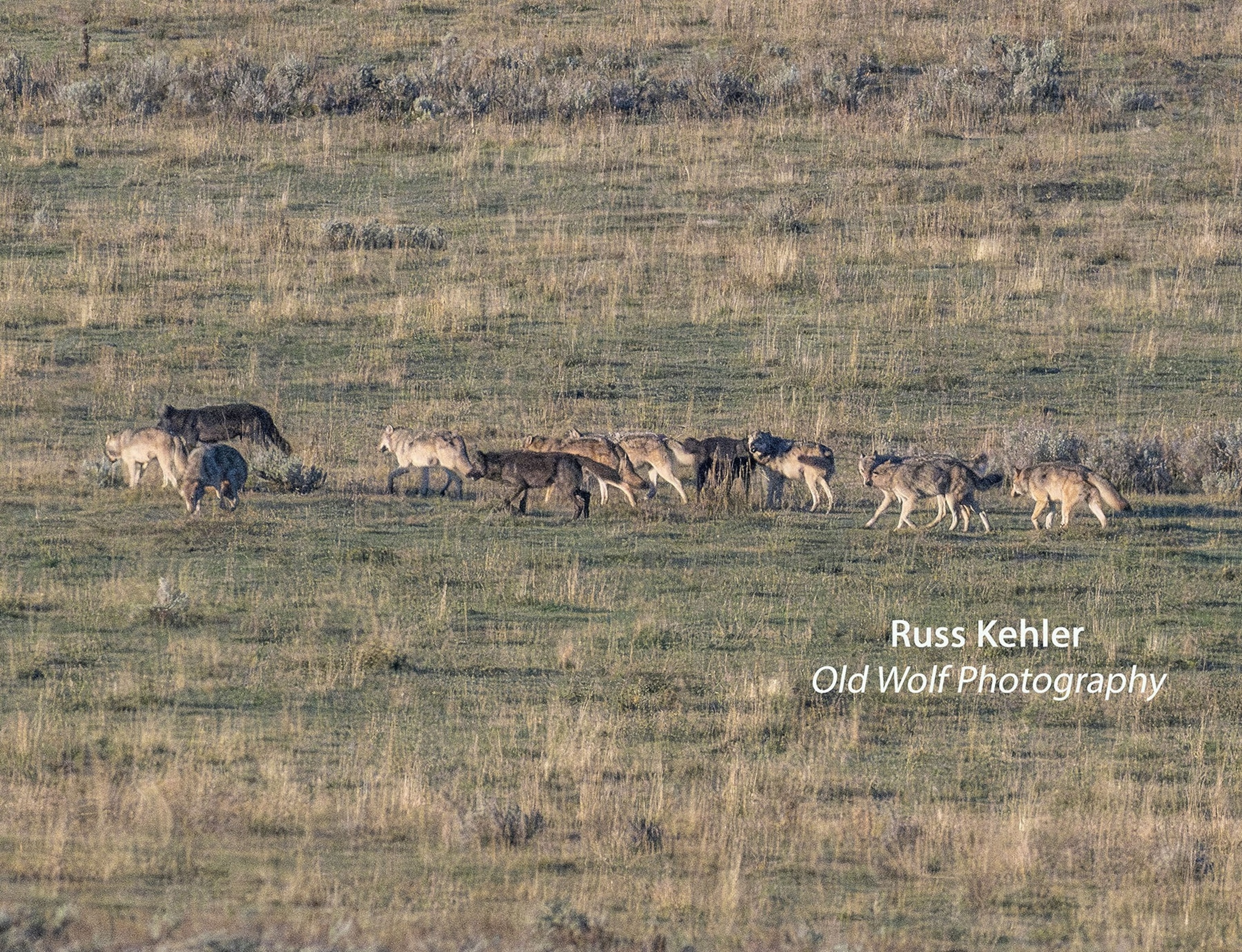 Poacher illegally kills prominent wolf from Yellowstone's most viewed ...