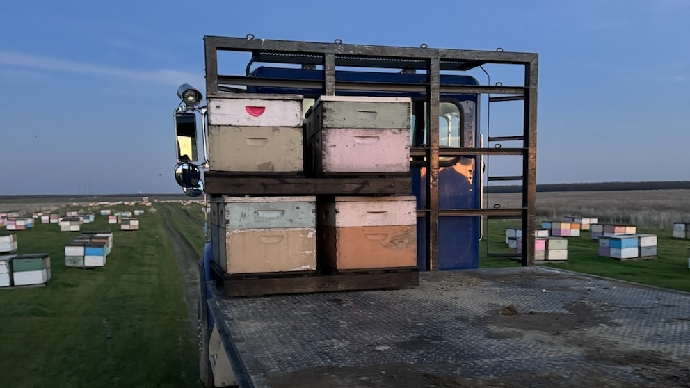 Nearly 100 beehives stolen from field in California's Central Valley ... Nearly 100 beehives stolen from field in California's Central Valley ...