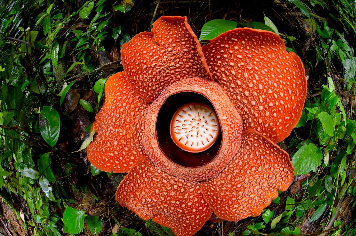 Rafflesia Plant Rafflesia KHAO SOK National Park, Thailand