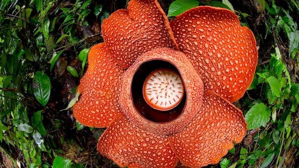 Rafflesia Flower