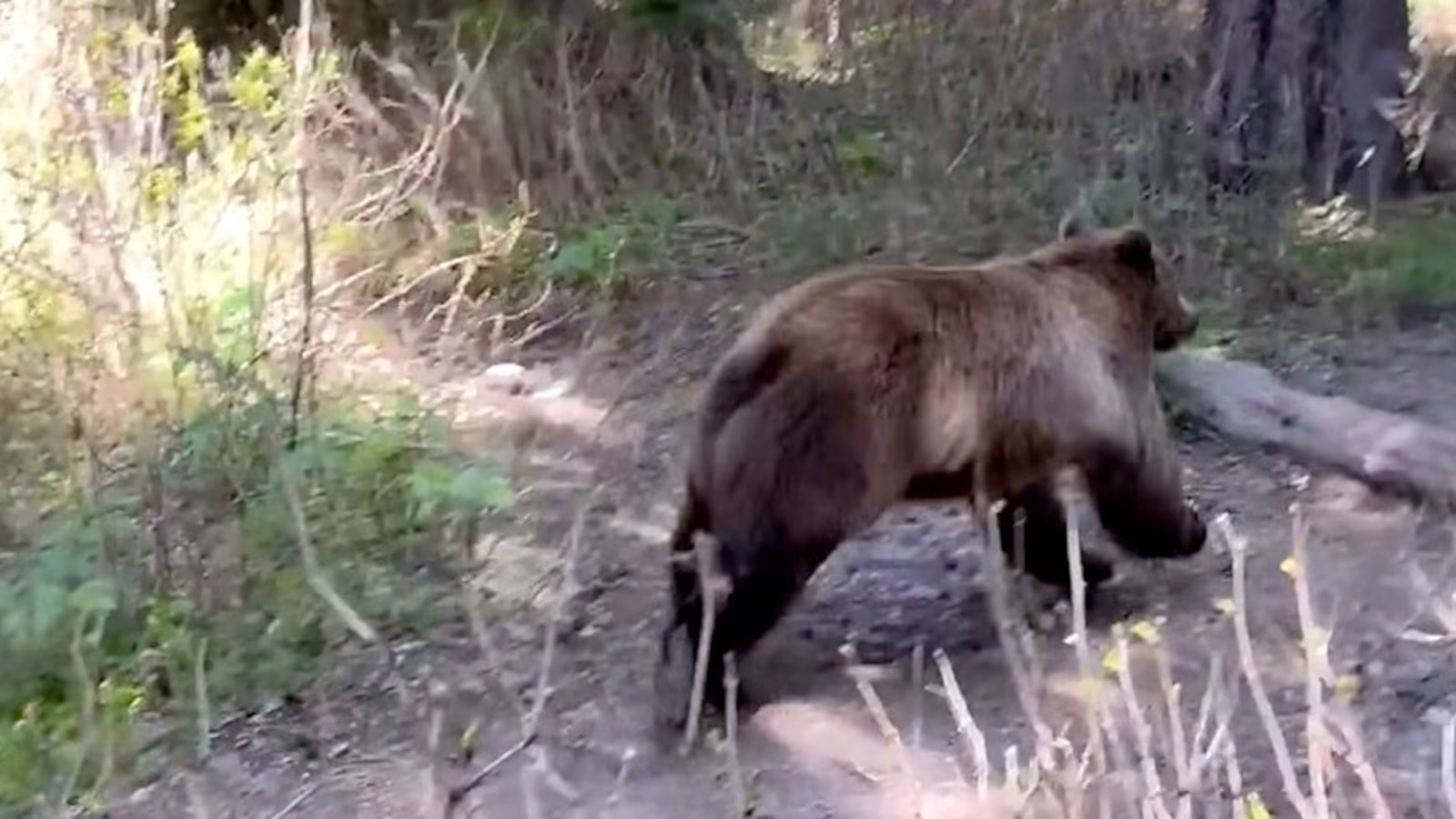 Hikers speak out after grizzly bear encounter caught on camera - ABC News