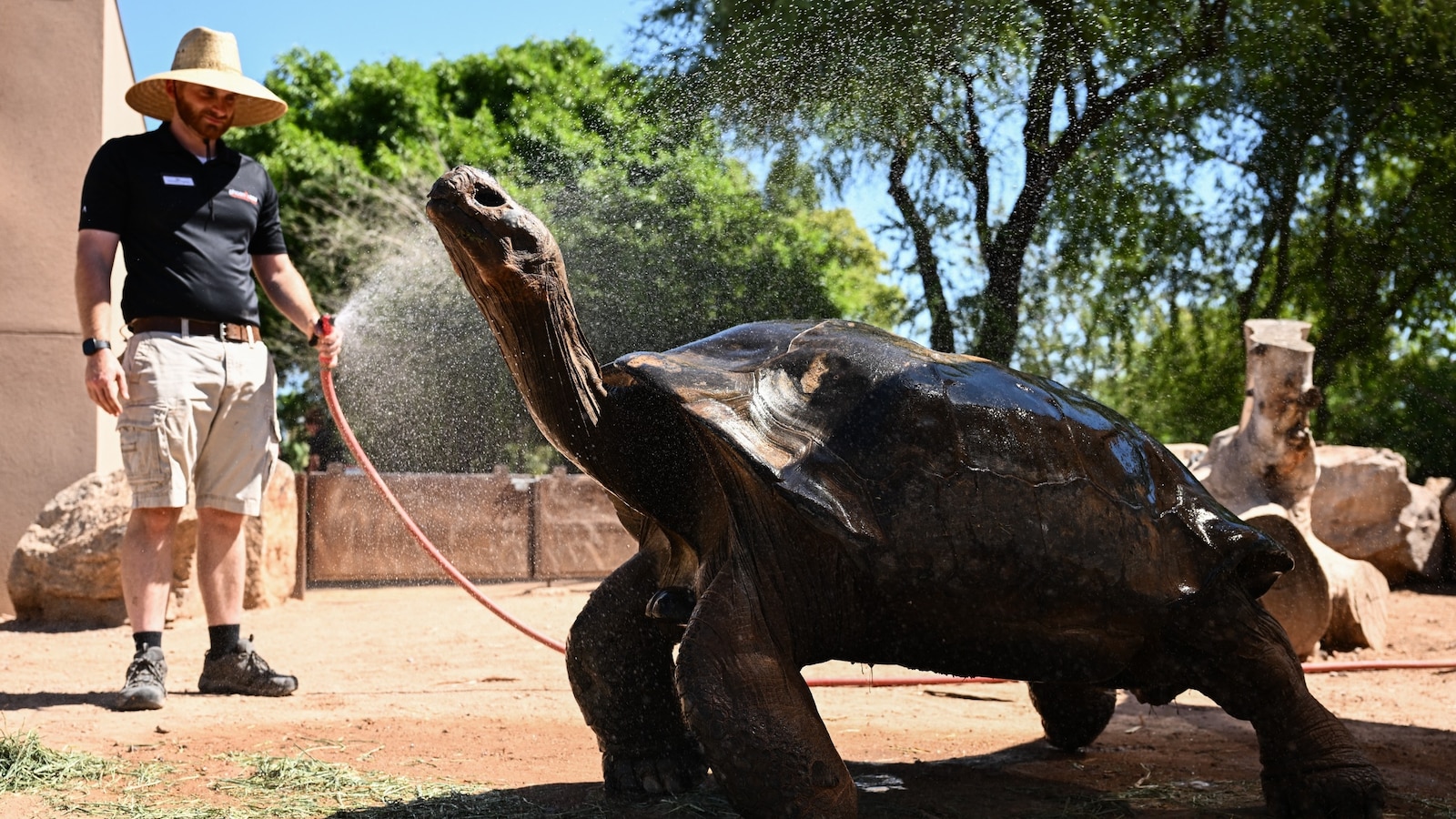 How zoos in the hottest parts of the country keep animals healthy ...