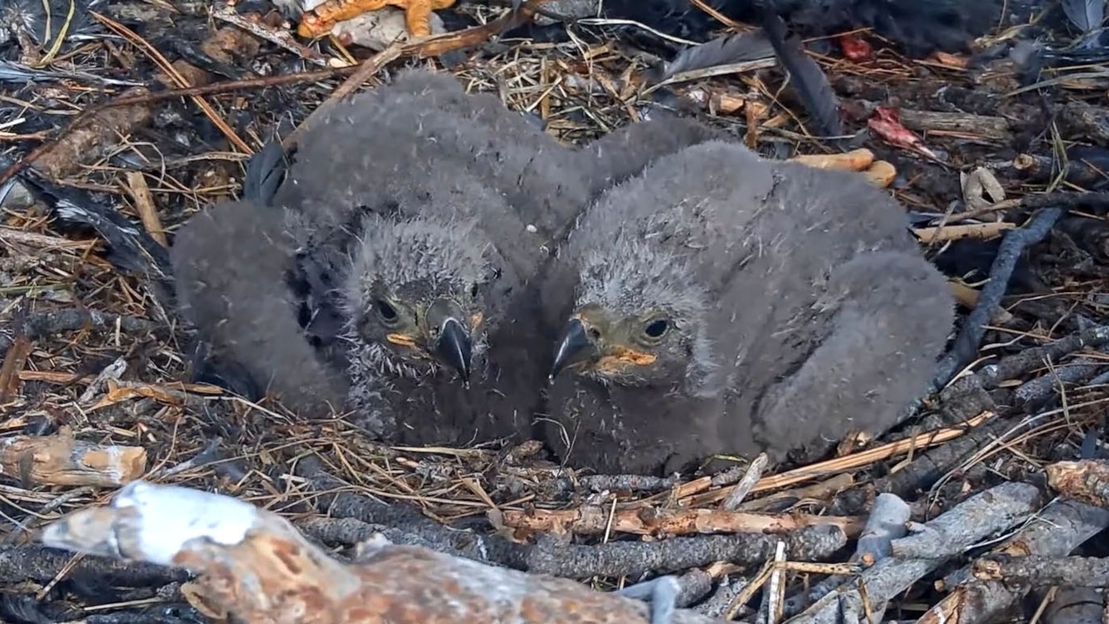 Jackie and Shadow's internet-famous eaglets get names - ABC News