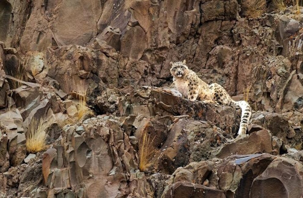 Survival of snow leopard populations 'precarious,' researchers say ...
