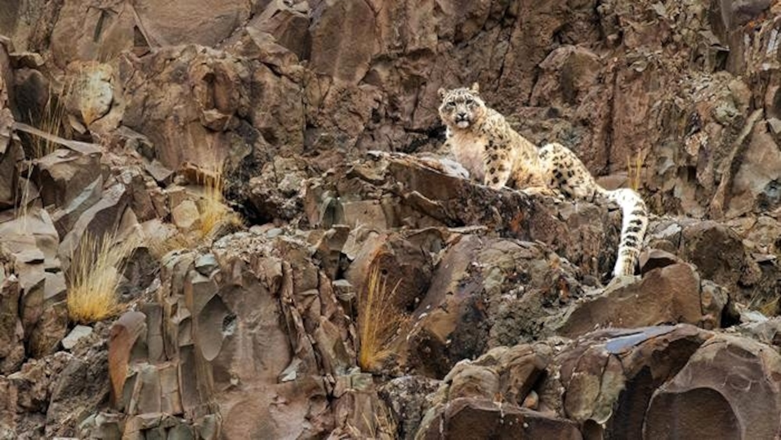 Survival of snow leopard populations 'precarious,' researchers say ...