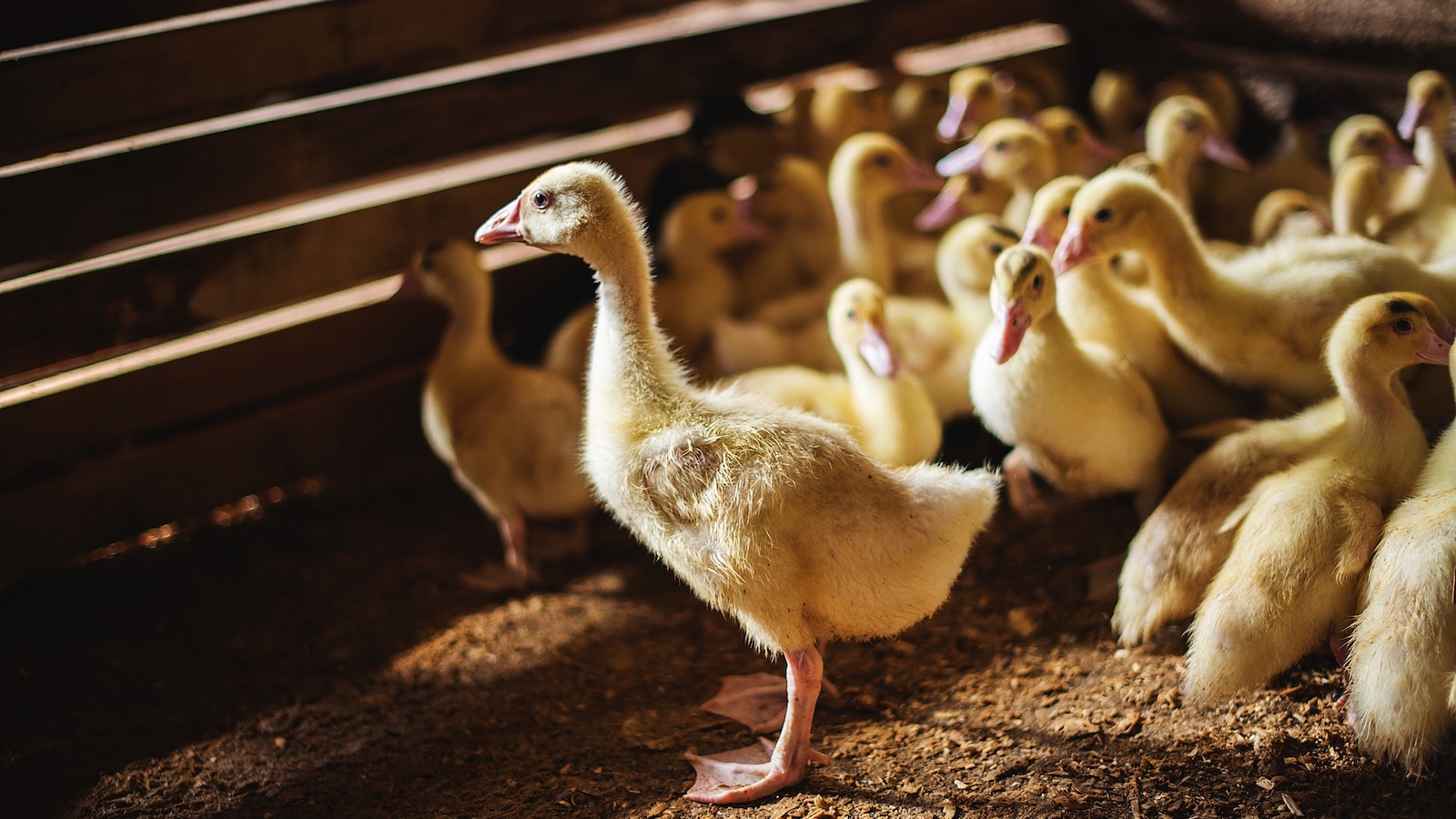 Long Island farm forced to euthanize more than 100,000 ducks after bird flu detected - ABC News