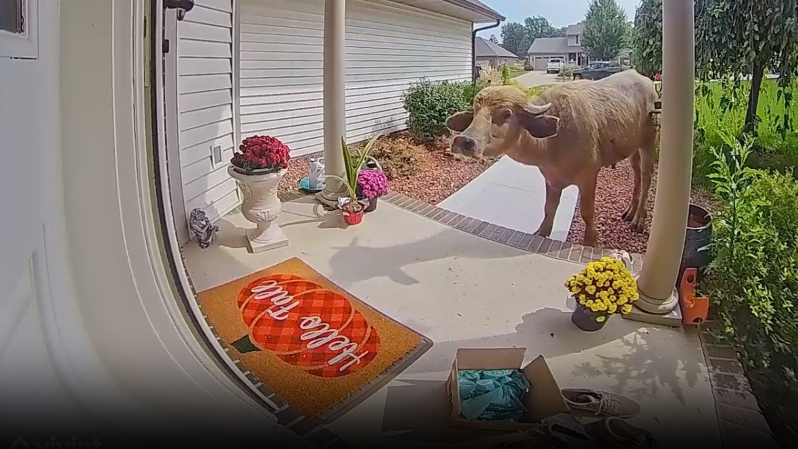 Police capture 'aggressive' water buffalo that had been on the loose ...