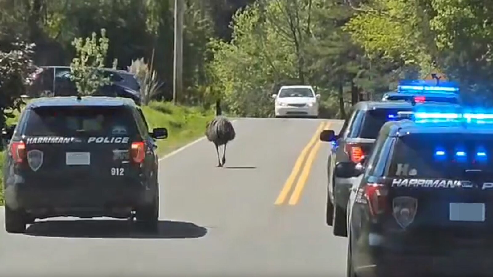 Escaped emu takes owner and police on 20-mile chase in Tennessee - ABC News