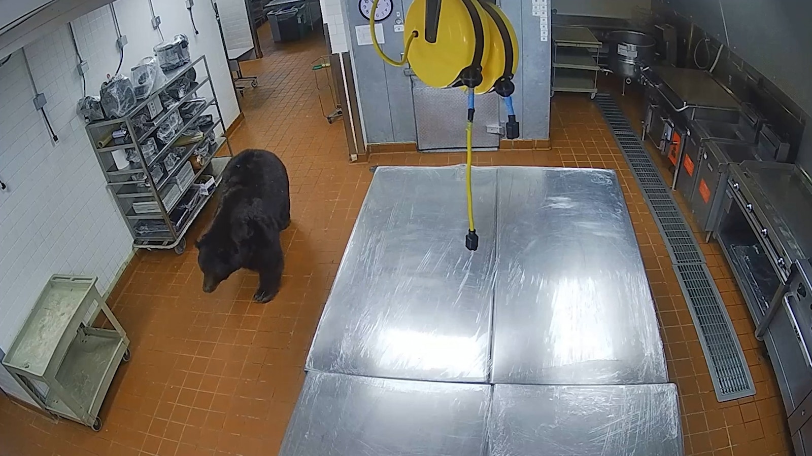 Bear captured after attacking security guard in luxury hotel: Wildlife ...