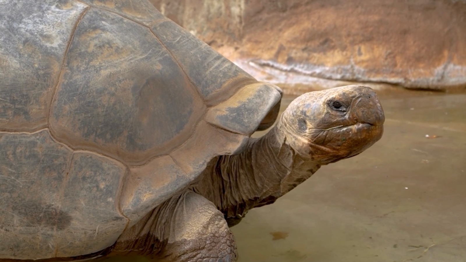 Tortoise who experienced more than 20 US presidents, 2 World Wars dies ...