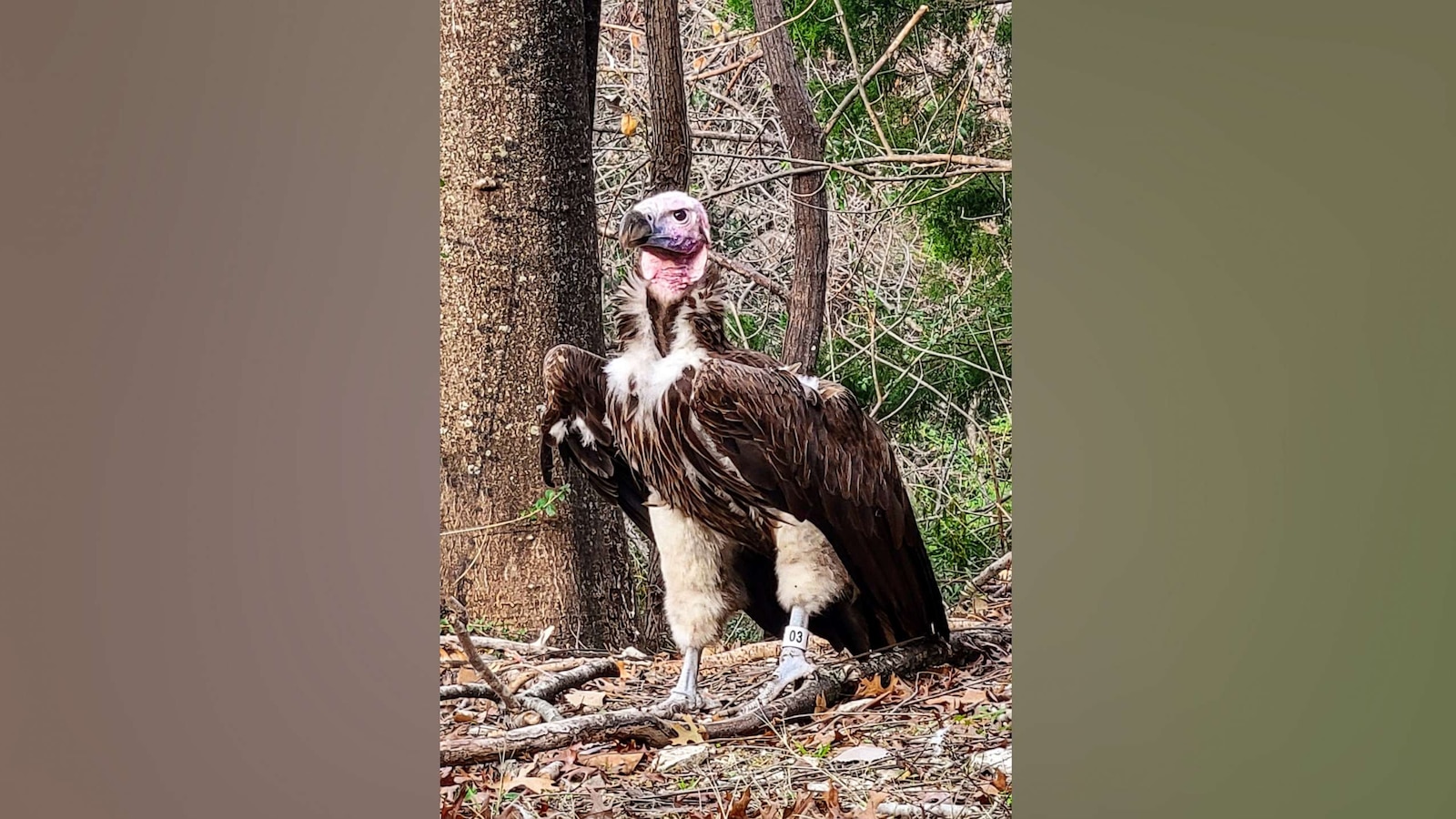 Endangered vulture dies 'unusual' death at Dallas Zoo as string of ...