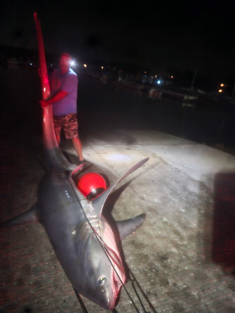 Massive shark caught off the Connecticut coast may break state record ...