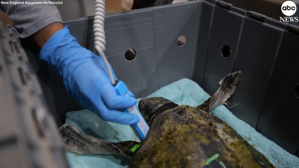 Video Rescued sea turtles treated for hypothermia at aquarium - ABC News Video Rescued sea turtles treated for hypothermia at aquarium - ABC News