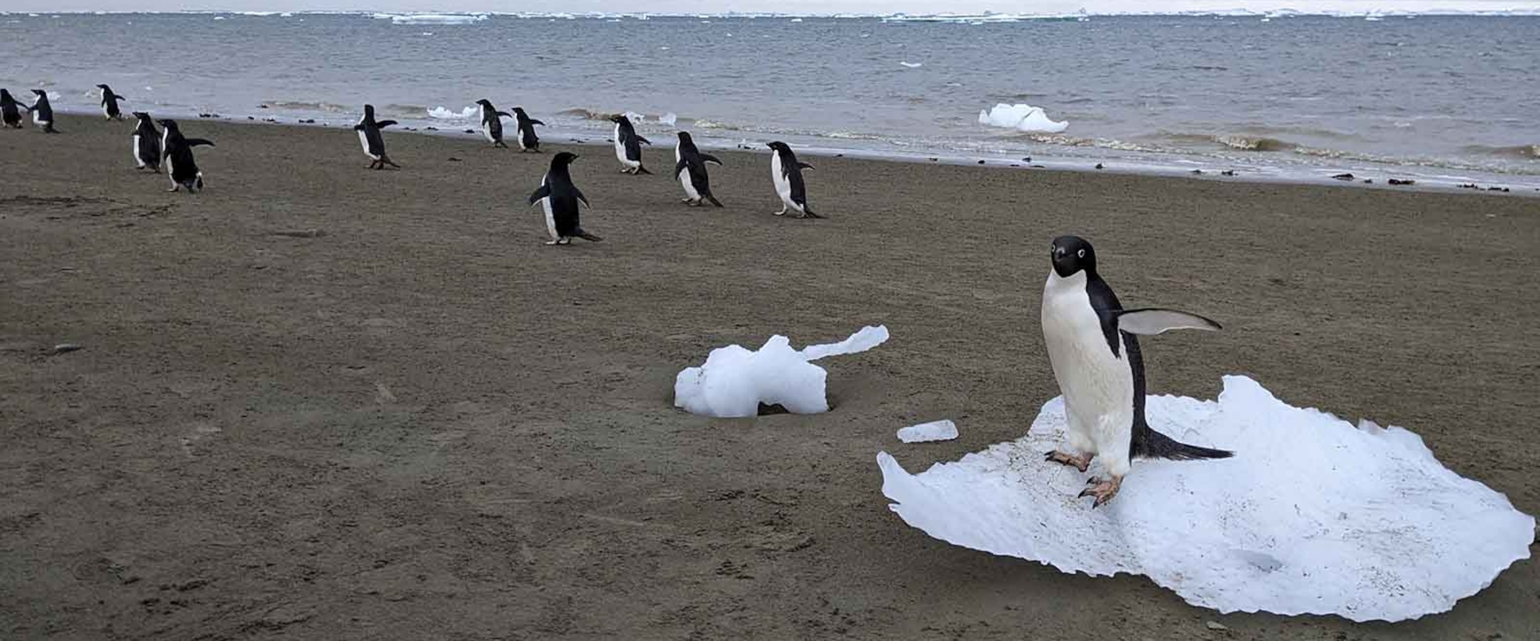 Macaroni Penguin Pooping