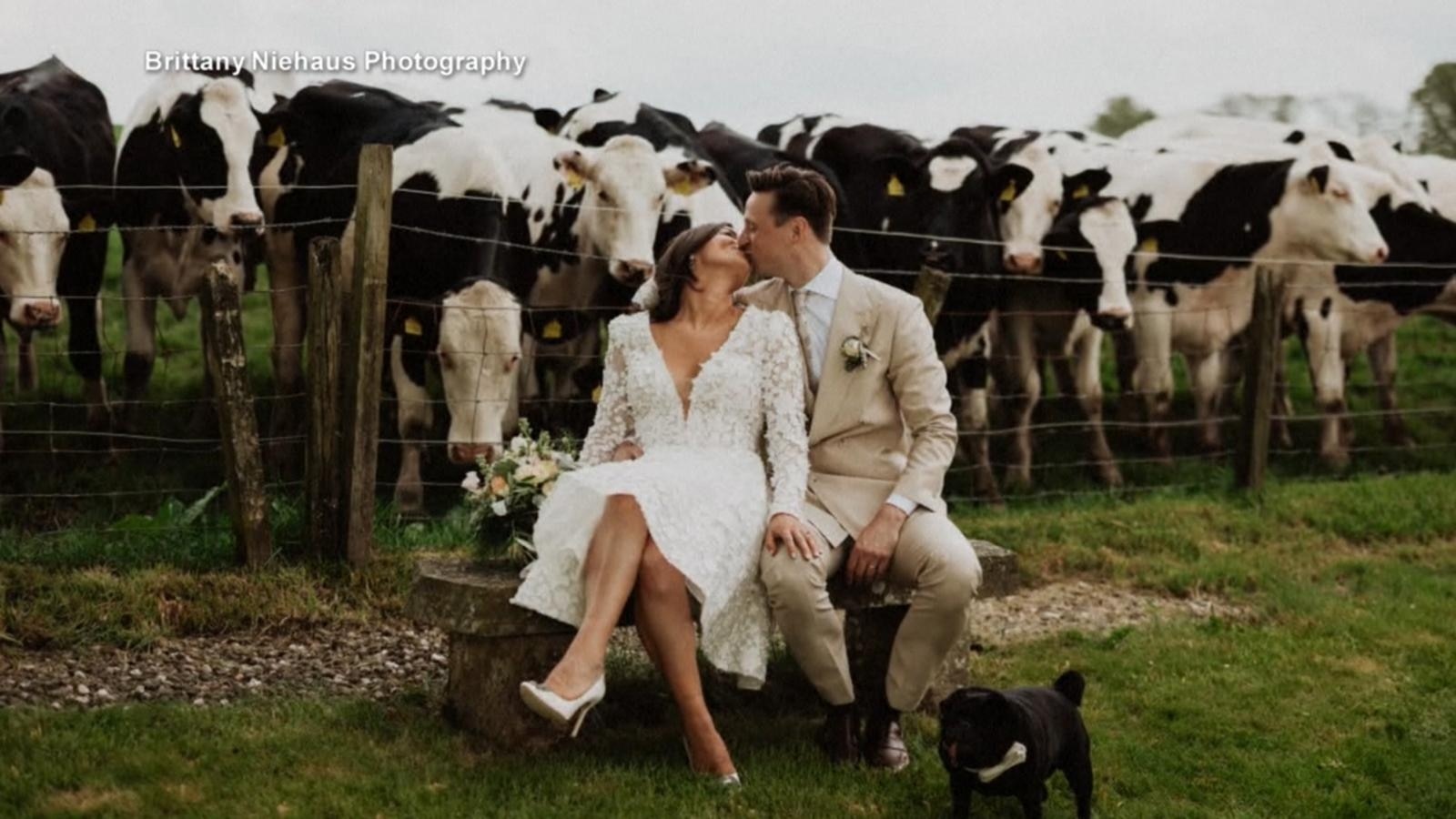 Cow Wedding Cow Shed Crail Weddings | Offers | Packages | Photos