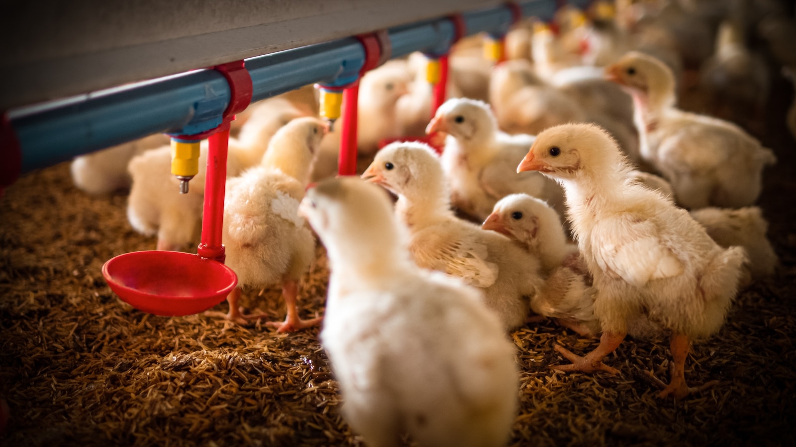 Bird flu outbreak poses no risk to safety of America’s food supply, say ...