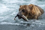 Could A Government Shutdown Affect Fat Bear Week ABC News