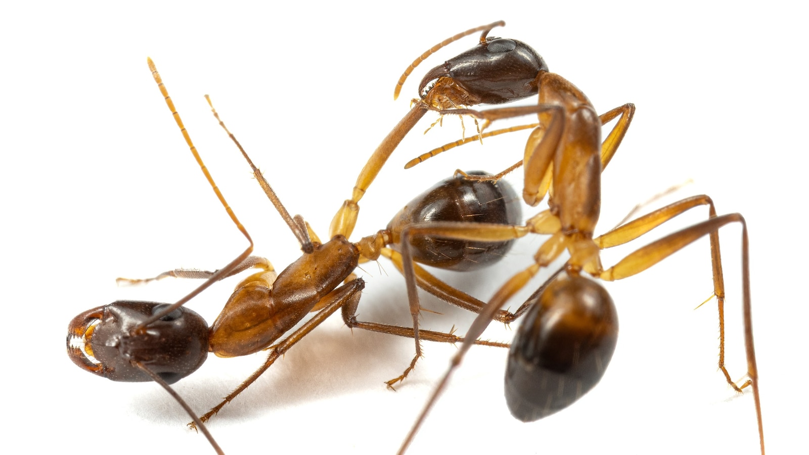 These ants can perform leg amputations and know when it's needed, study ...