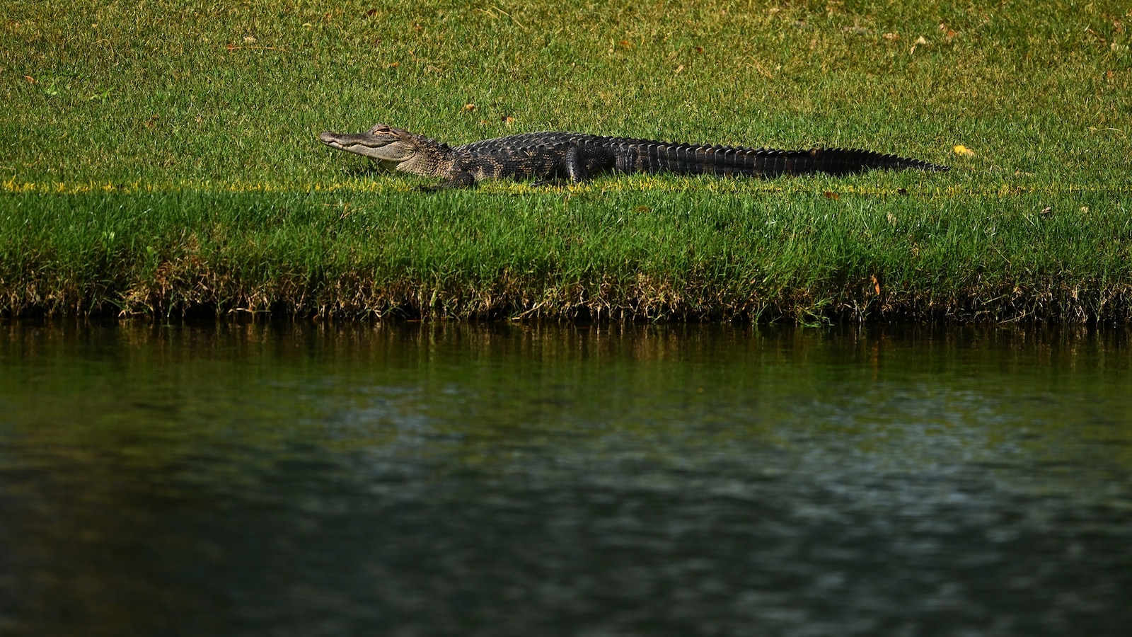 Quick-thinking wife saves husband from alligator attack in South ...