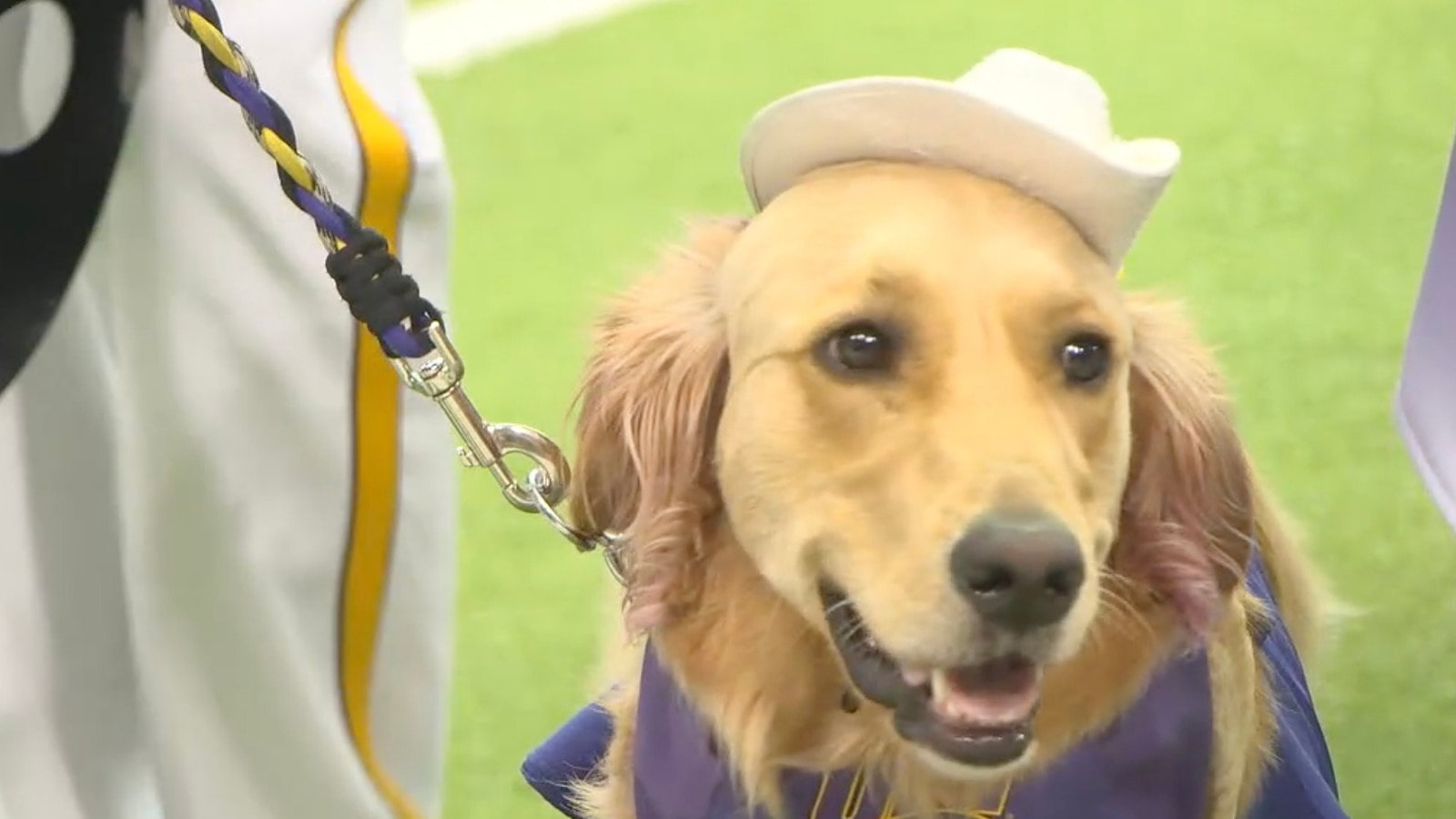 Meet the golden retriever service dog stealing the show in marching band - ABC News