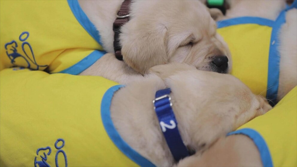 Video Volunteers from 'Canine Companions' honored on Giving Tuesday ...