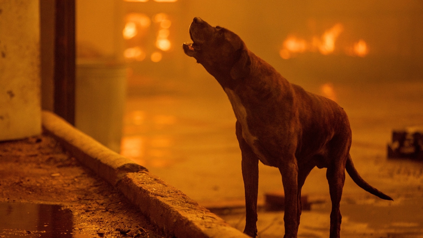 Animal shelter takes in 300 animals amid LA fires, urges evacuees to ...