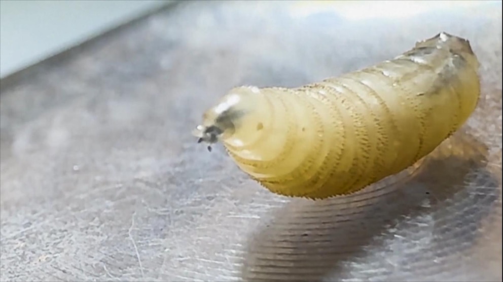 Video 1st human case of flesh-eating screwworm detected in US - ABC News