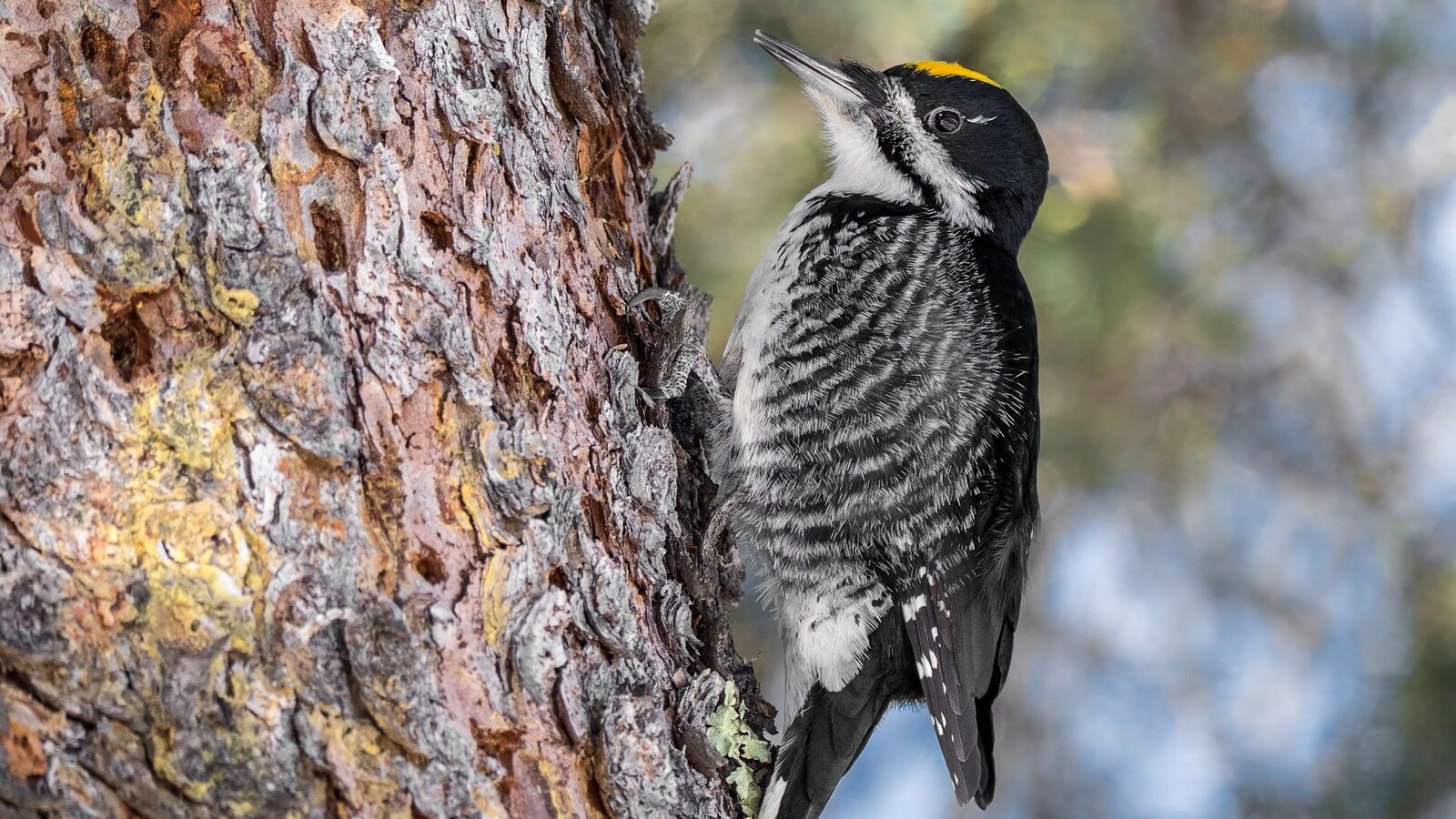 How woodpeckers can be used to aid in wildfire recovery - ABC News