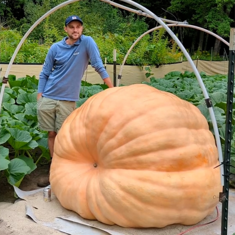 Video Meet the man behind the viral large pumpkin-growing TikTok ...