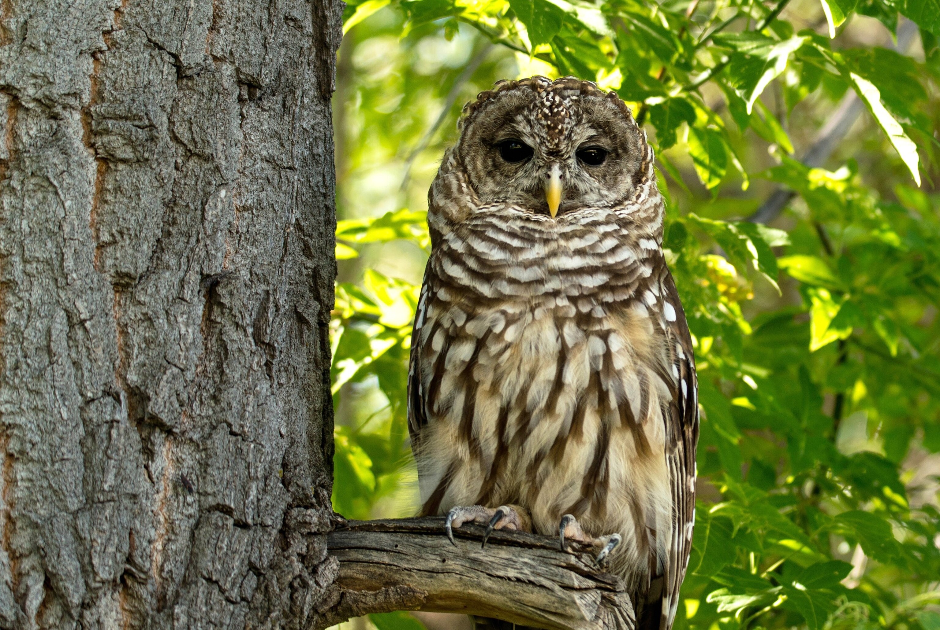 Trump administration moves to narrow the scope of the Endangered ...