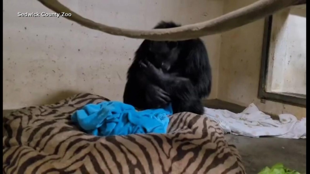 Video Sweet reunion for chimps in Kansas zoo - ABC News