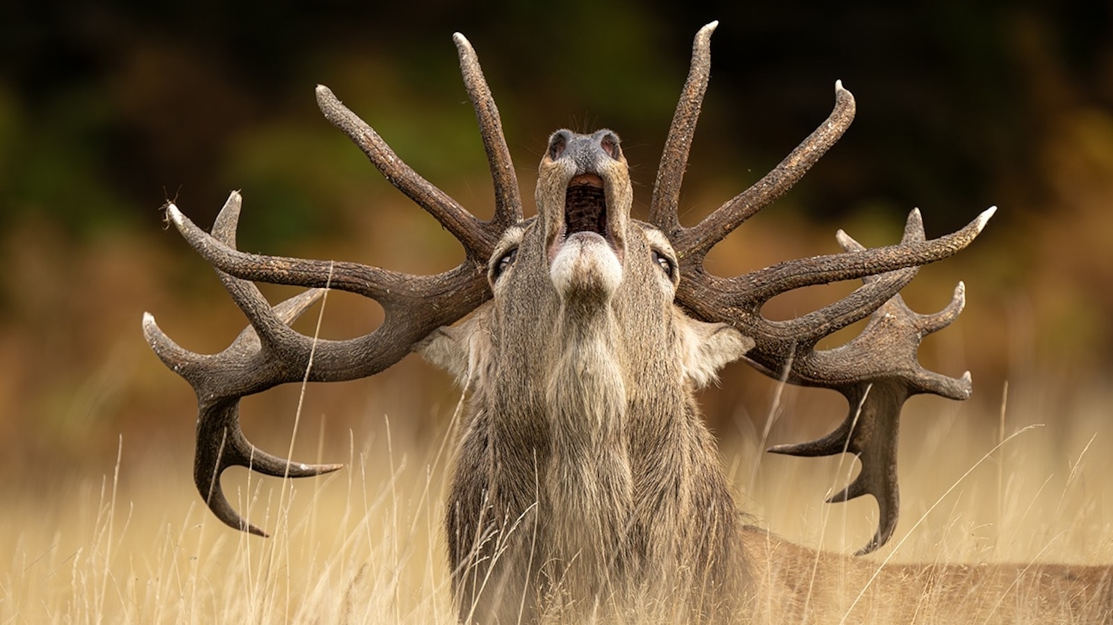 From penguins to potter wasps: The 'Wildlife Photographer of the Year ...
