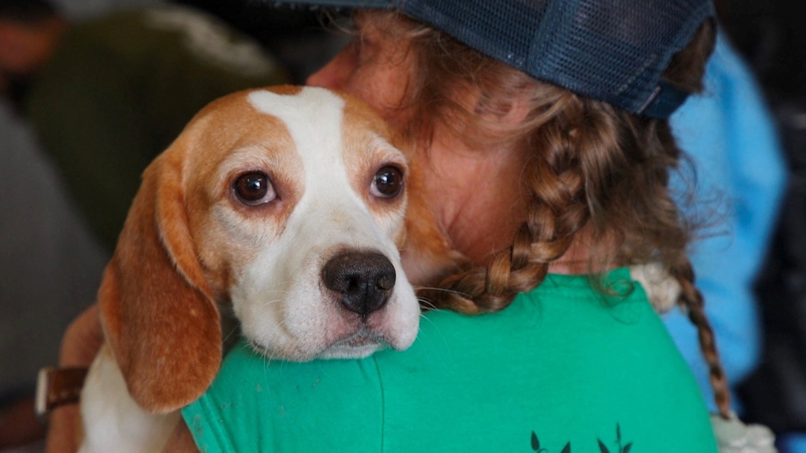 135 more beagles released from Wisconsin research facility - ABC News