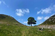  Sycamore Gap Tree Featured In Robin Hood Movie Cut Down 16 year