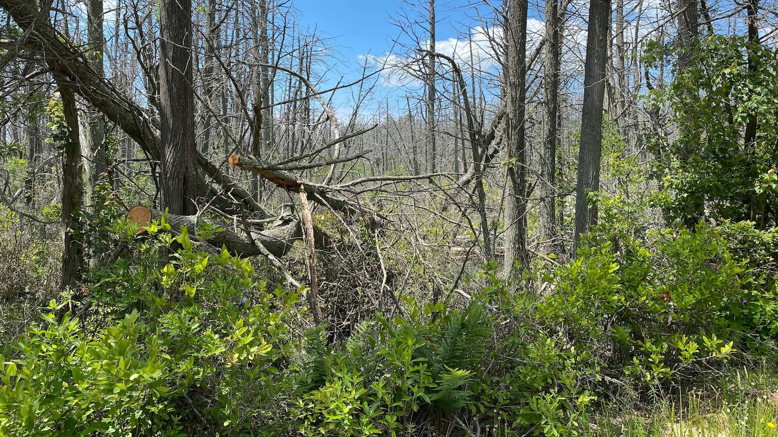 What to know about ghost forests amid sea level rise - ABC News