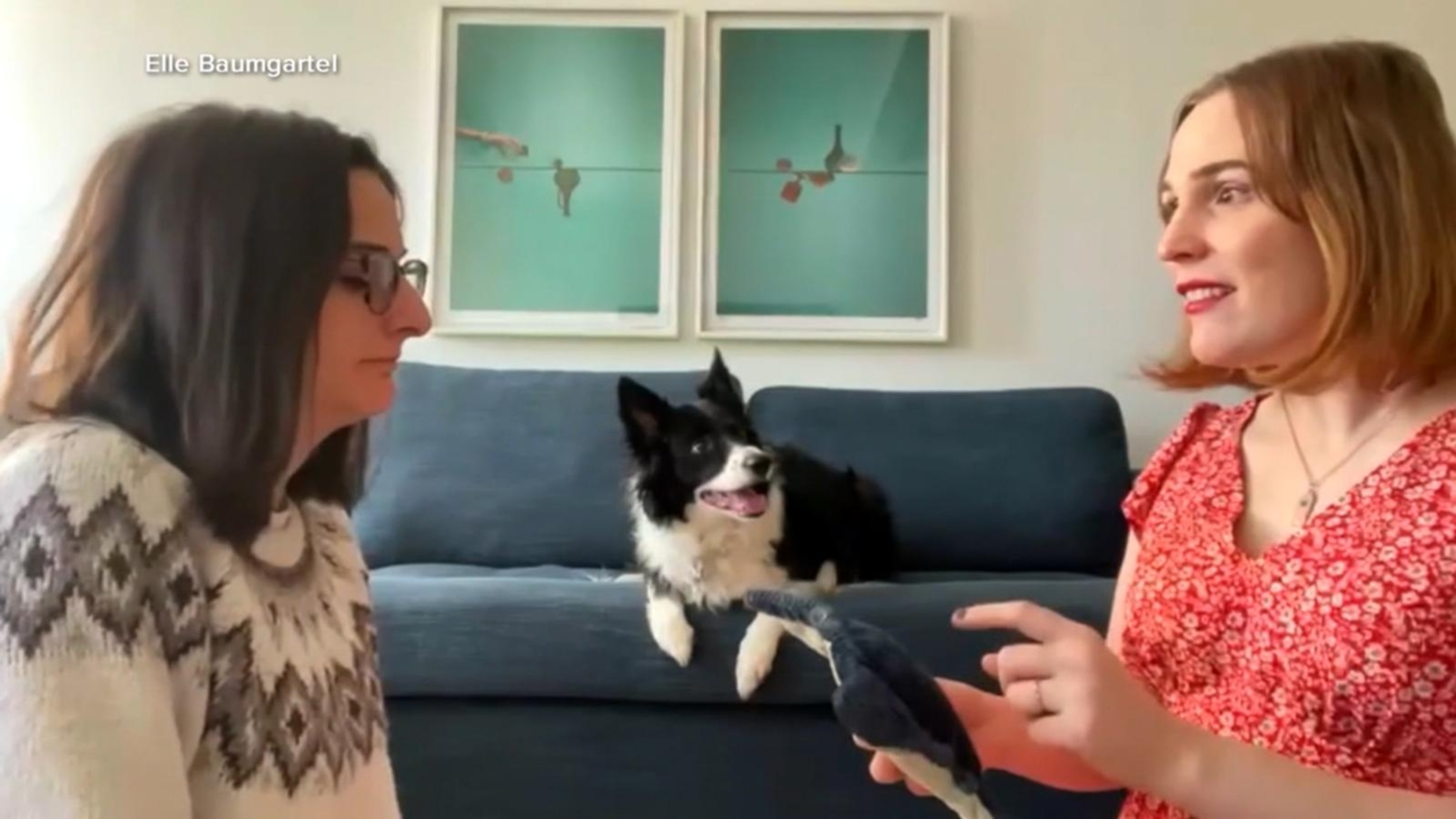 Pets - ABC News